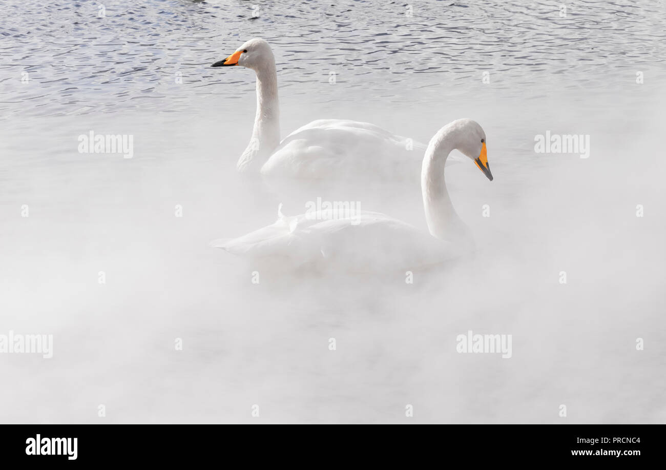 Monogamous birds hi-res stock photography and images - Alamy