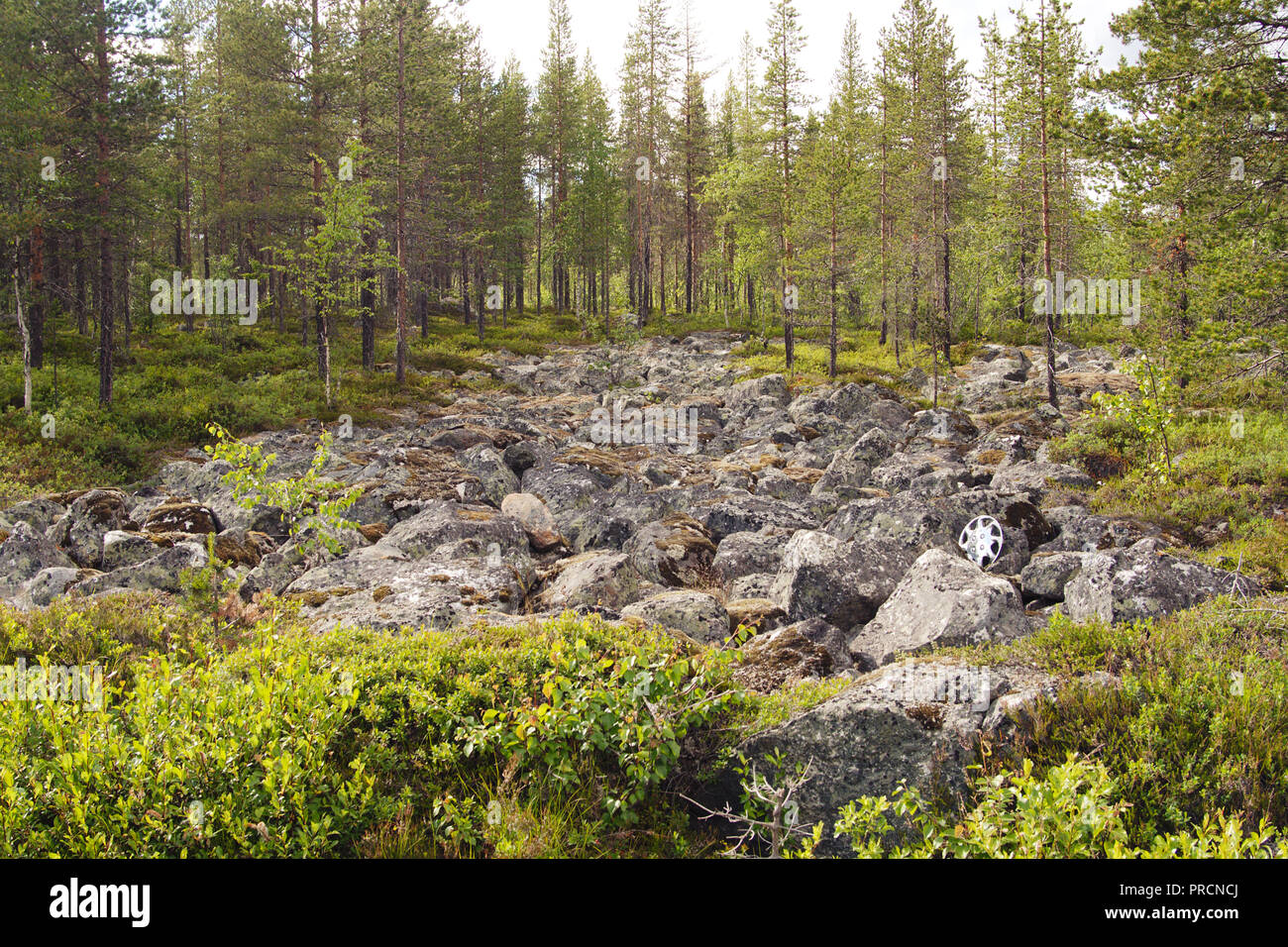 Pines and rocks. Lappland, Sweden Stock Photo - Alamy