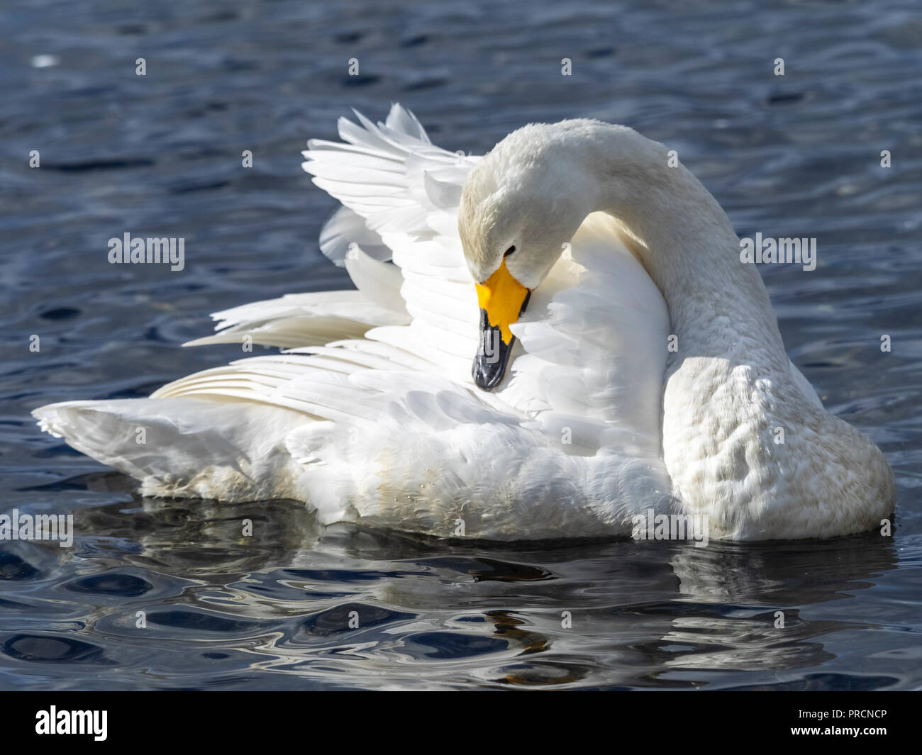 A whooper swan preening Stock Photo - Alamy