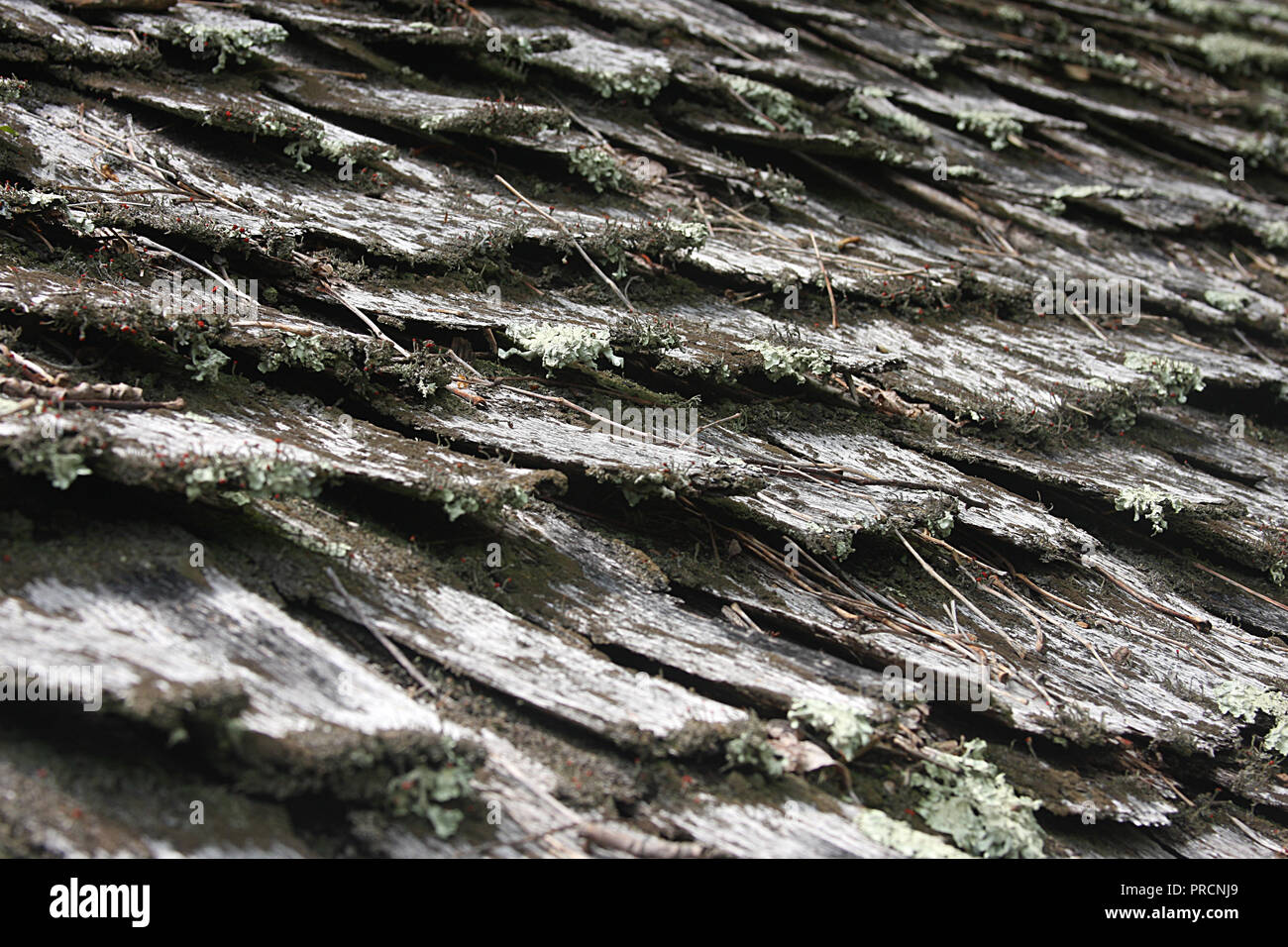 Close-up of old worn wooden tiles of traditional house roof in Virginia ...