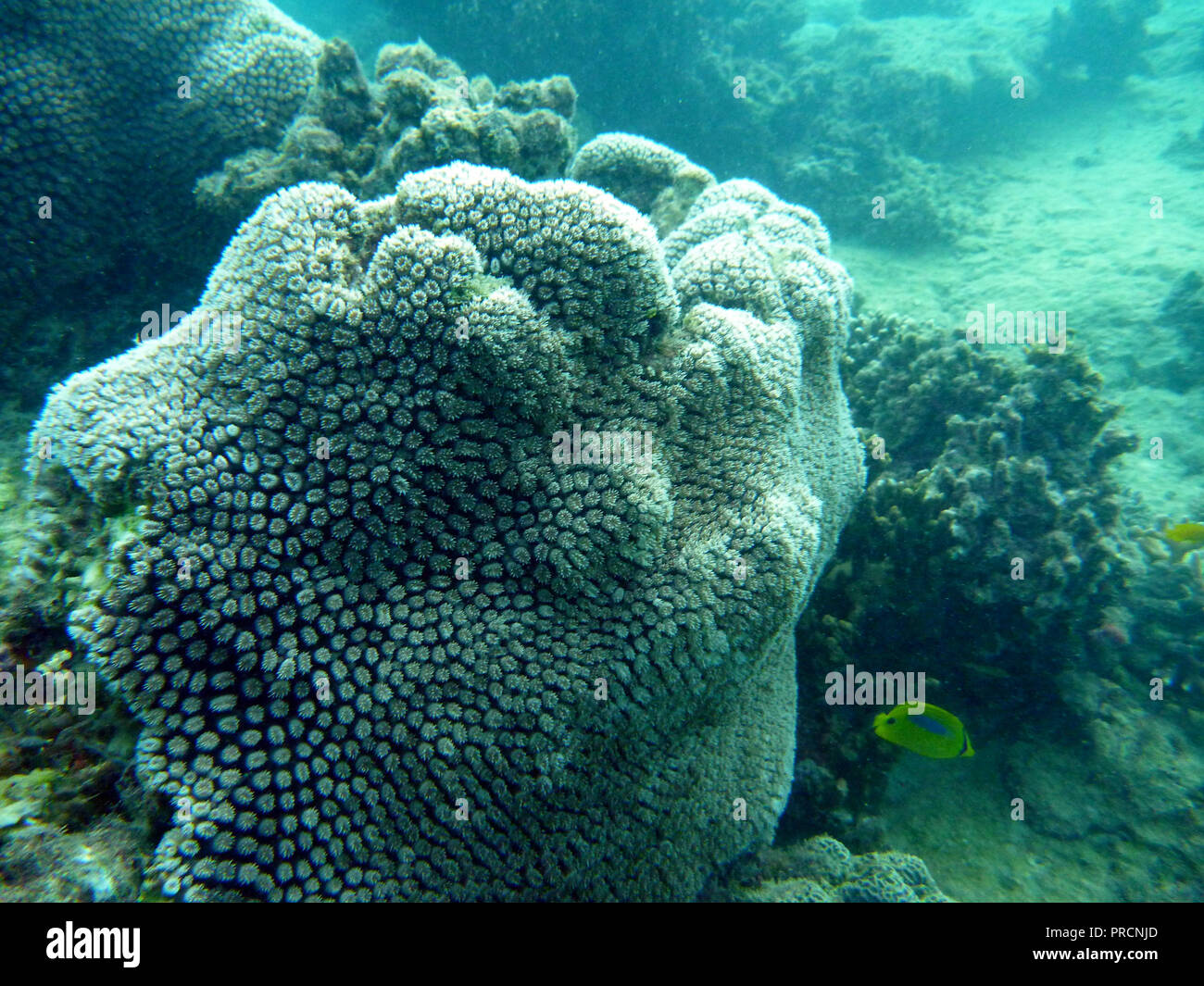 Coral from the Indian Ocean Stock Photo - Alamy