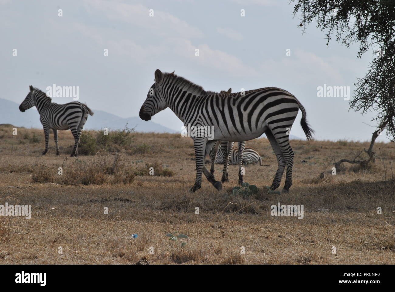 Zebras on the savanna plains Stock Photo - Alamy
