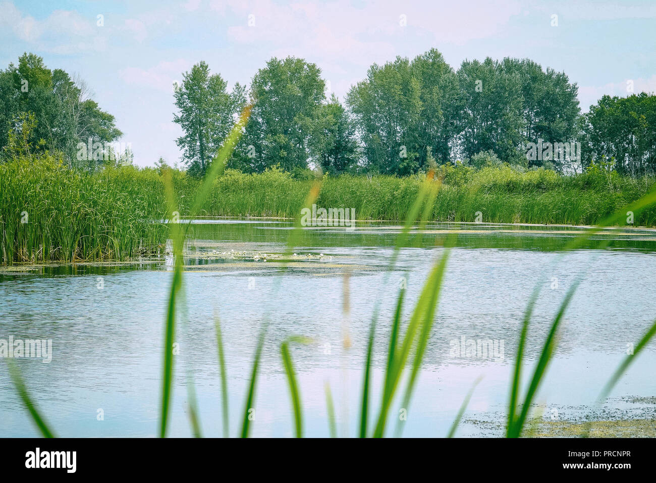 Small quiet river with trees on the opposite Bank Stock Photo - Alamy