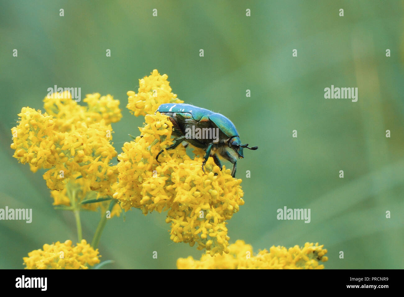 Large shiny green beetle Cetonia aurata Stock Photo - Alamy