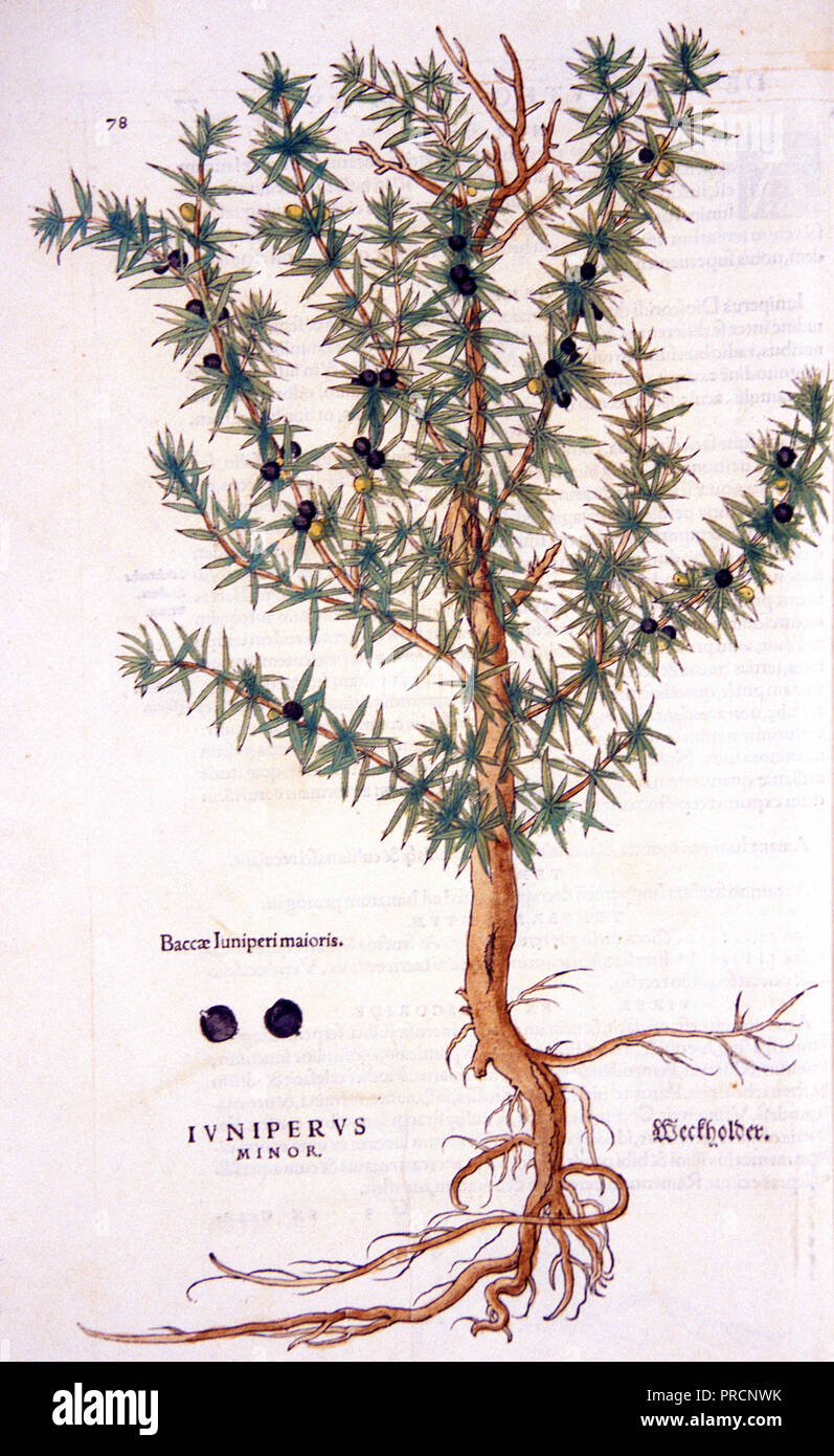 Hand-colored woodcut of the juniper, with a seprate, labeled woodcut of ...