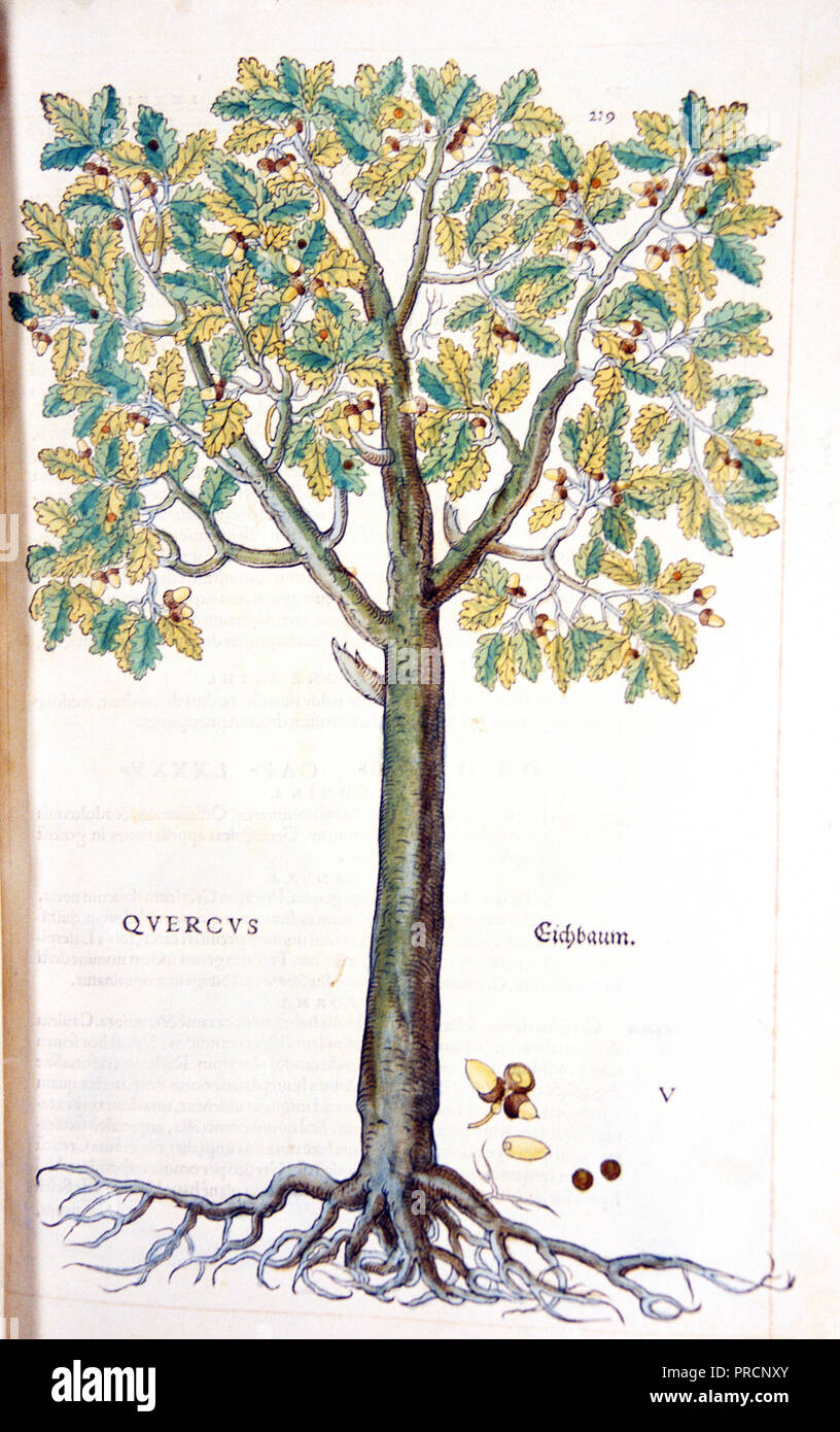Hand-colored woodcut of the oak tree Stock Photo - Alamy