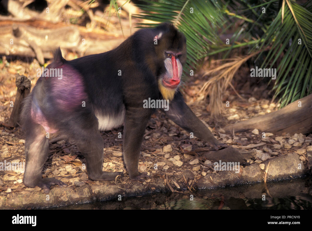 NOT 1032919 MANDRILL Mandrillus sphinx Old-world monkeys Stock Photo ...