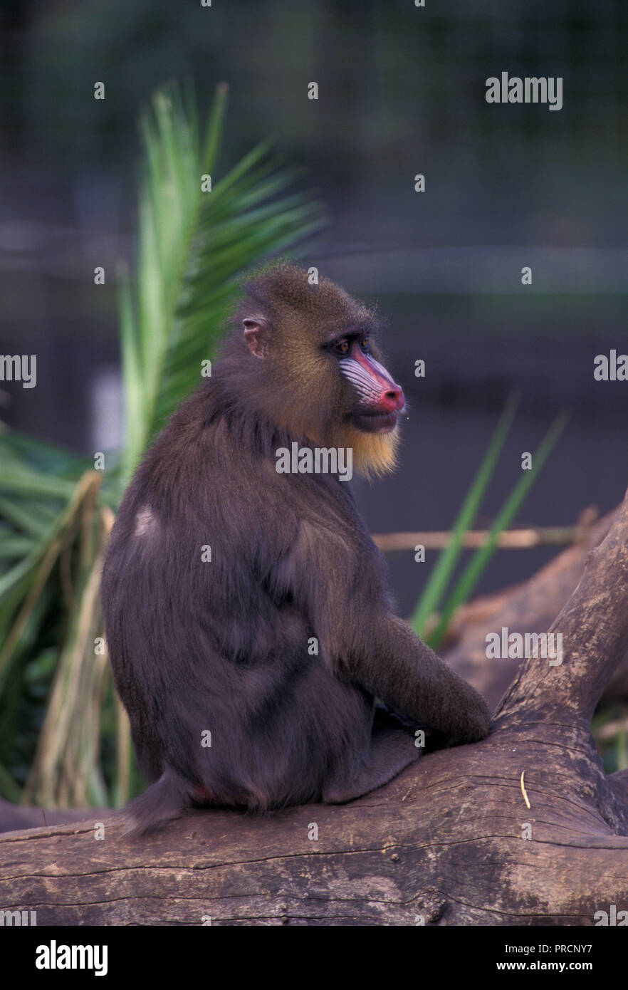 NOT 1033727 MANDRILL Mandrillus sphinx Old-world monkeys Stock Photo ...