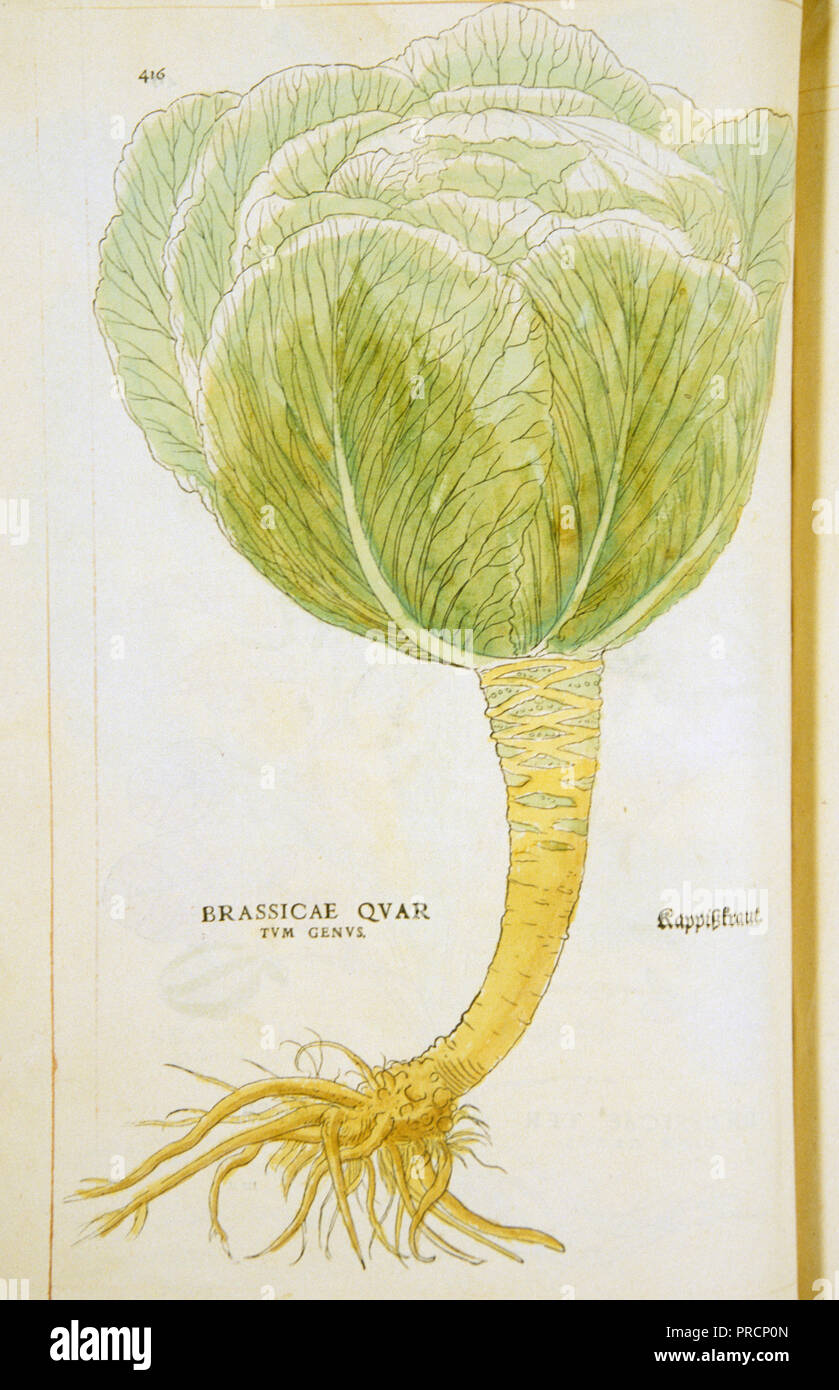 Cabbage plant drawing hi-res stock photography and images - Alamy