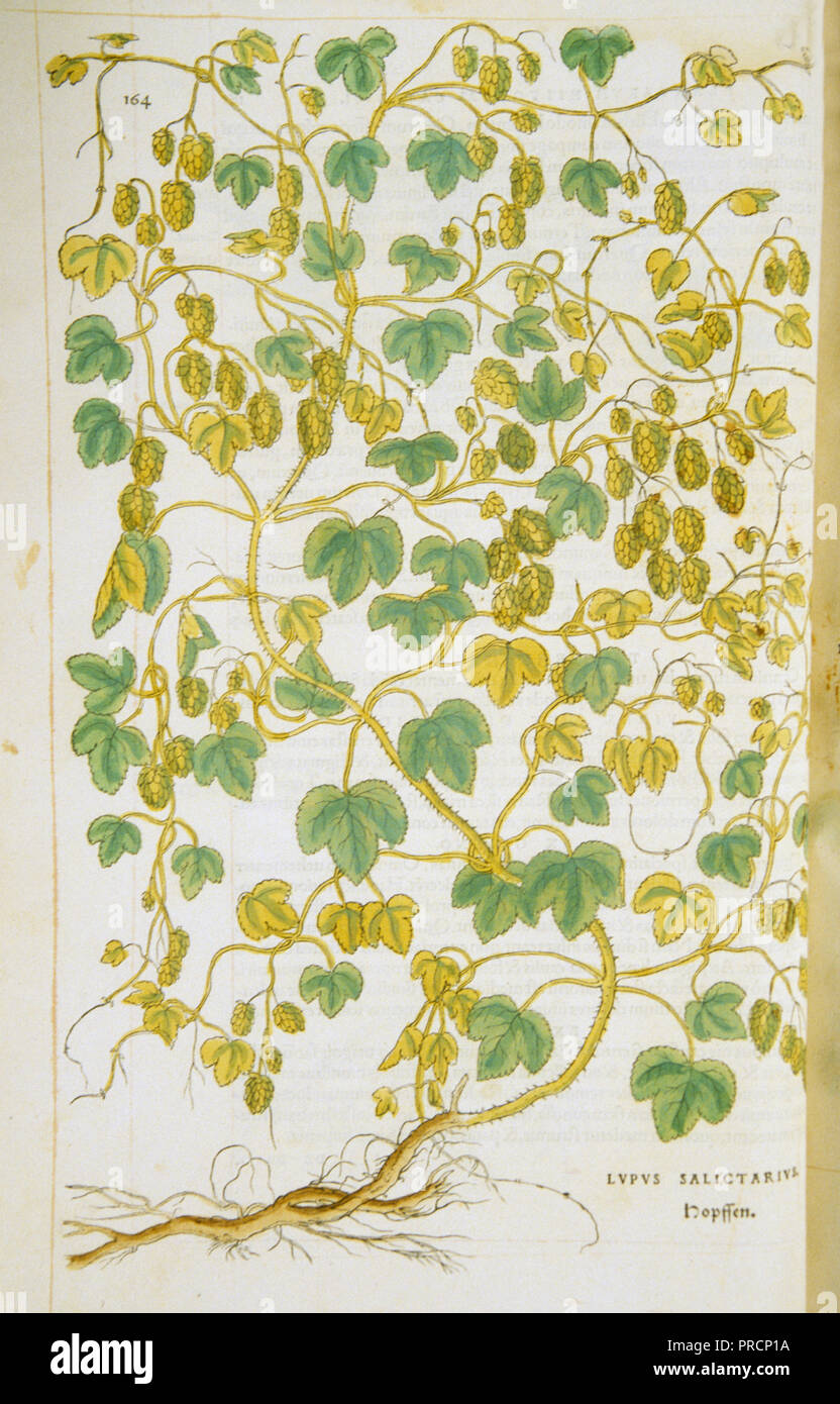 Hand-colored woodcut of the hop vine (hops Stock Photo - Alamy