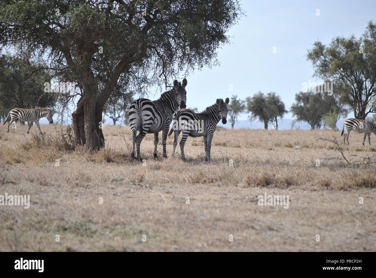 Zebras under a shade Stock Photo - Alamy
