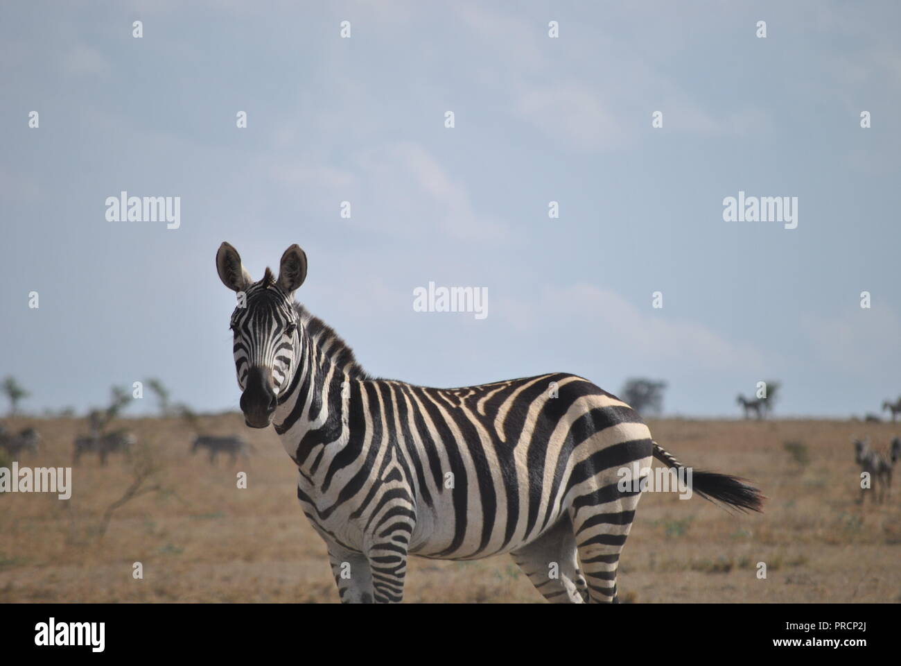 Zebra in the Savannah Stock Photo - Alamy