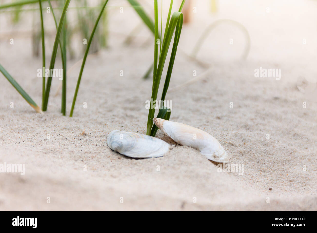 Seashell shore hi-res stock photography and images - Alamy