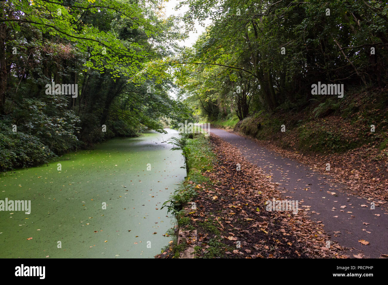 Lagan towpath, between Lisburn and Belfast, popular with walkers and ...