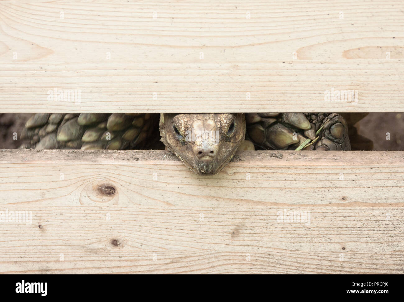 Box turtles hi-res stock photography and images - Alamy