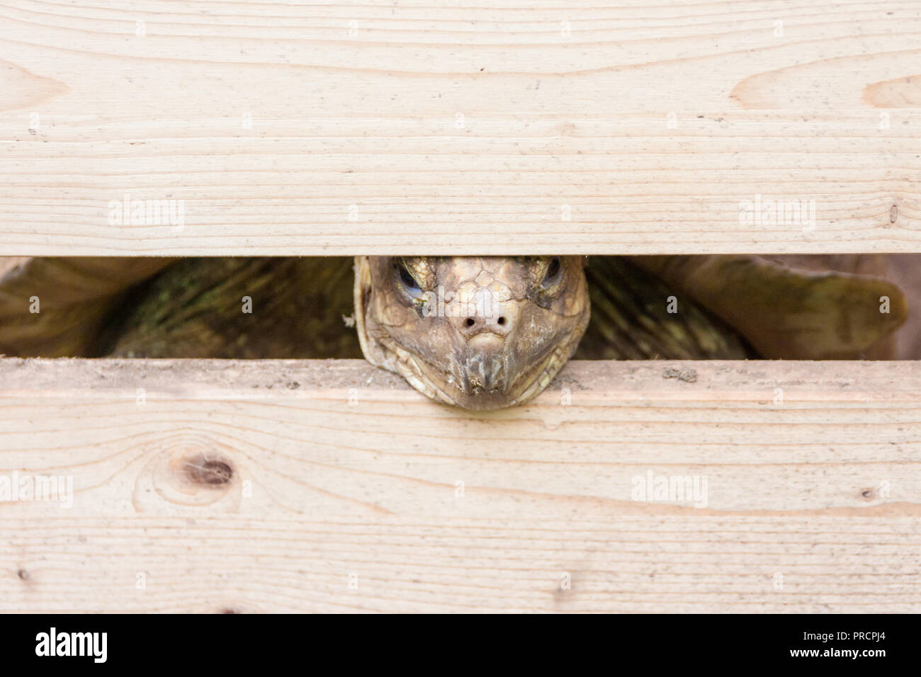 Box turtles hi-res stock photography and images - Alamy