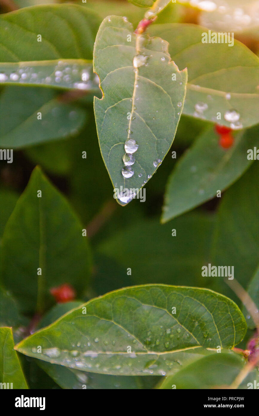Raindrop on insect hi-res stock photography and images - Alamy
