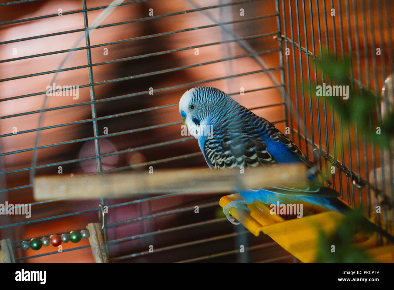 wavy blue parrot in a close-up cage Stock Photo - Alamy