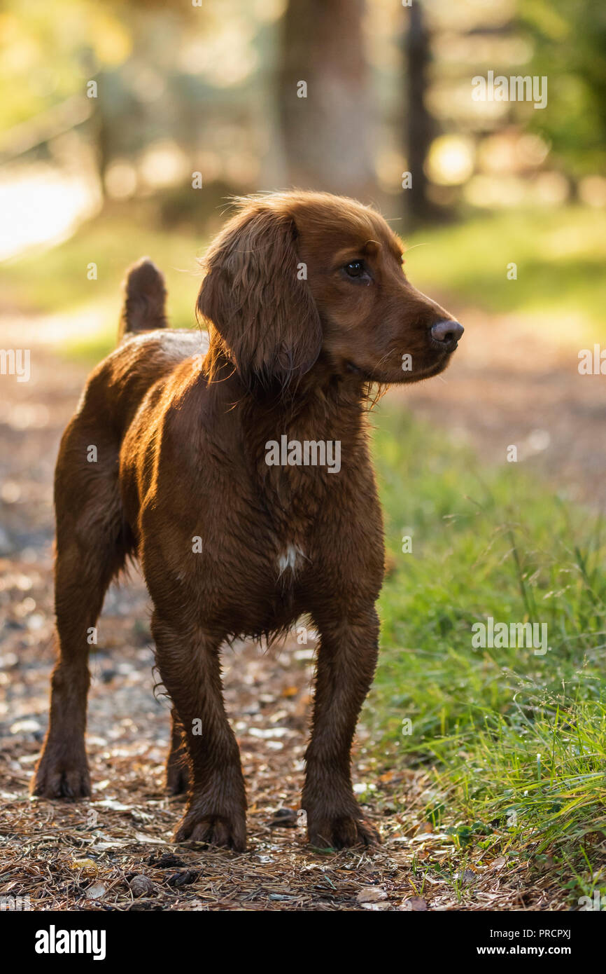 Light brown springer spaniel outside in the countryside, Scotland UK ...