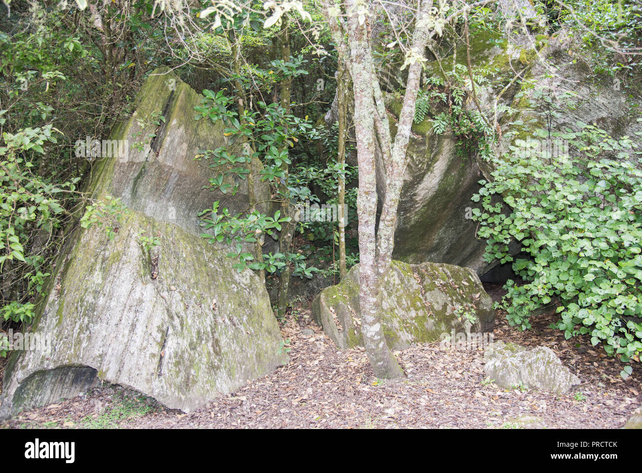 Lush rainforest growth and limestone rock formations in Kawakawa, New ...