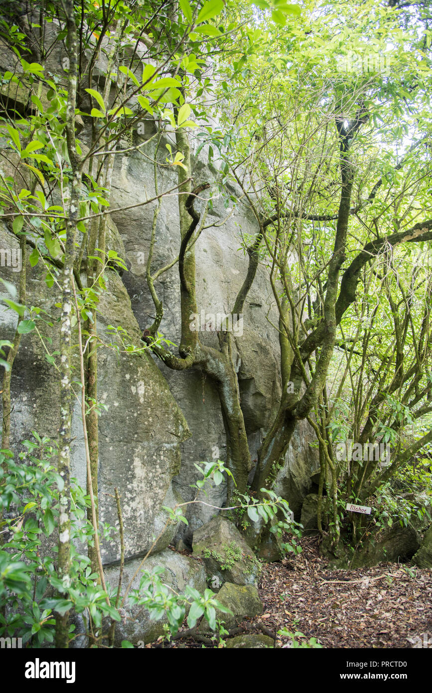 Lush rainforest growth and limestone rock formations in Kawakawa, New ...