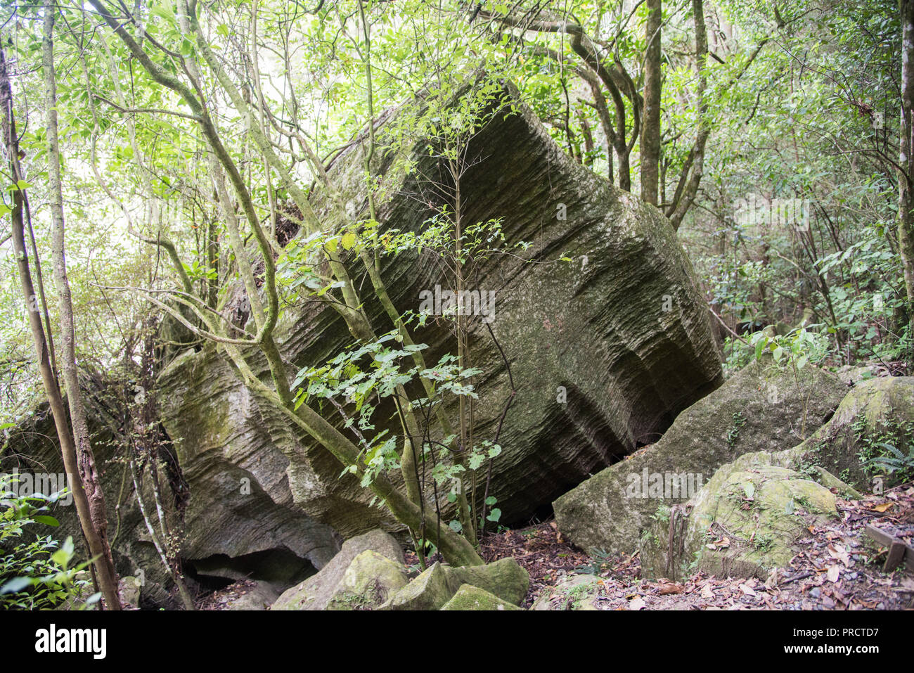 Limestone Rock Formations Stone Forest High Resolution Stock ...