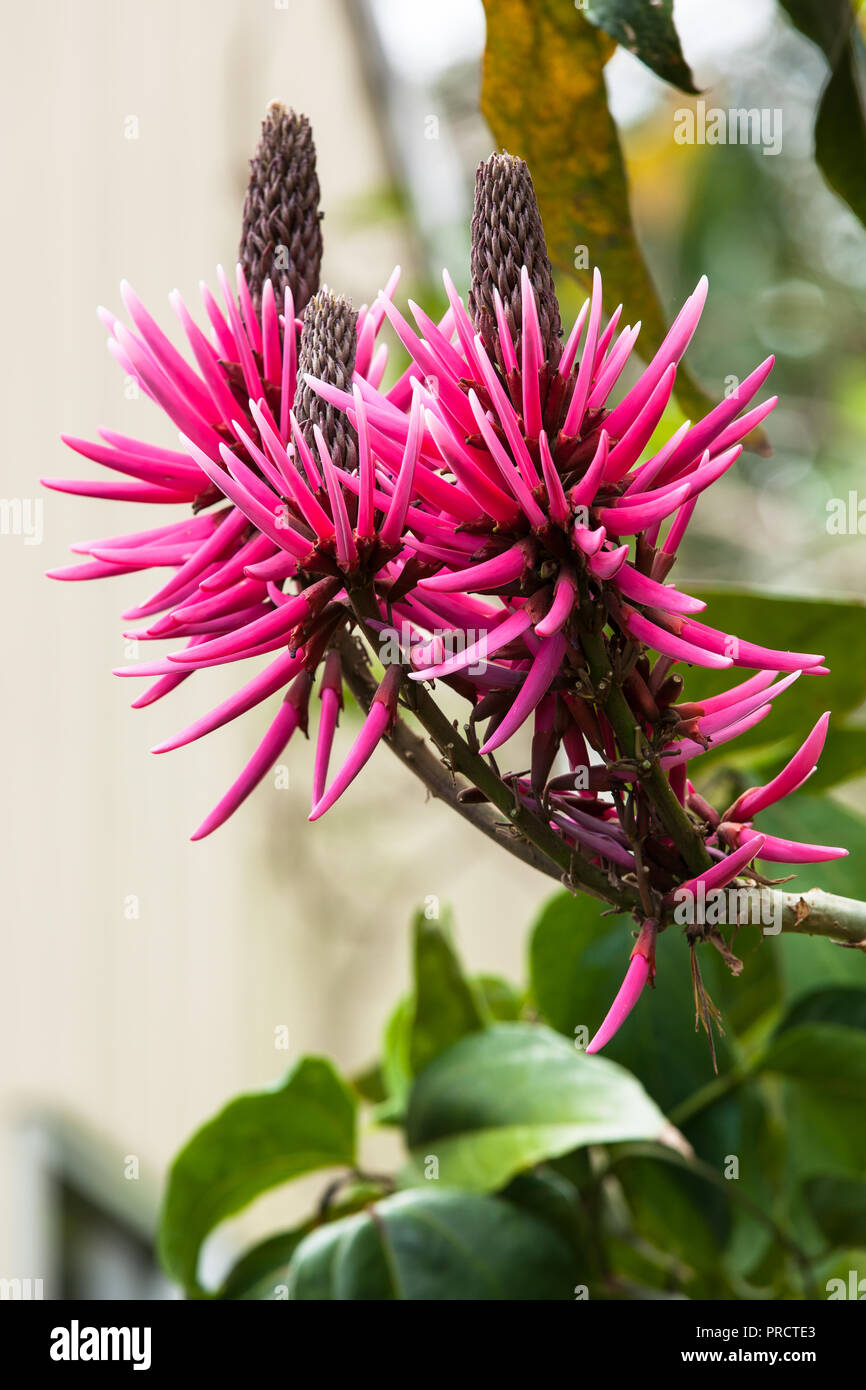 Coral Tree Stock Photos & Coral Tree Stock Images - Alamy