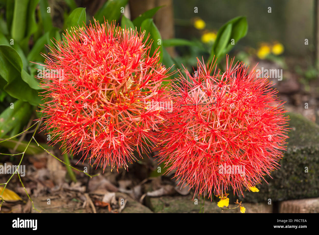 Fireball lily flower hi-res stock photography and images - Alamy