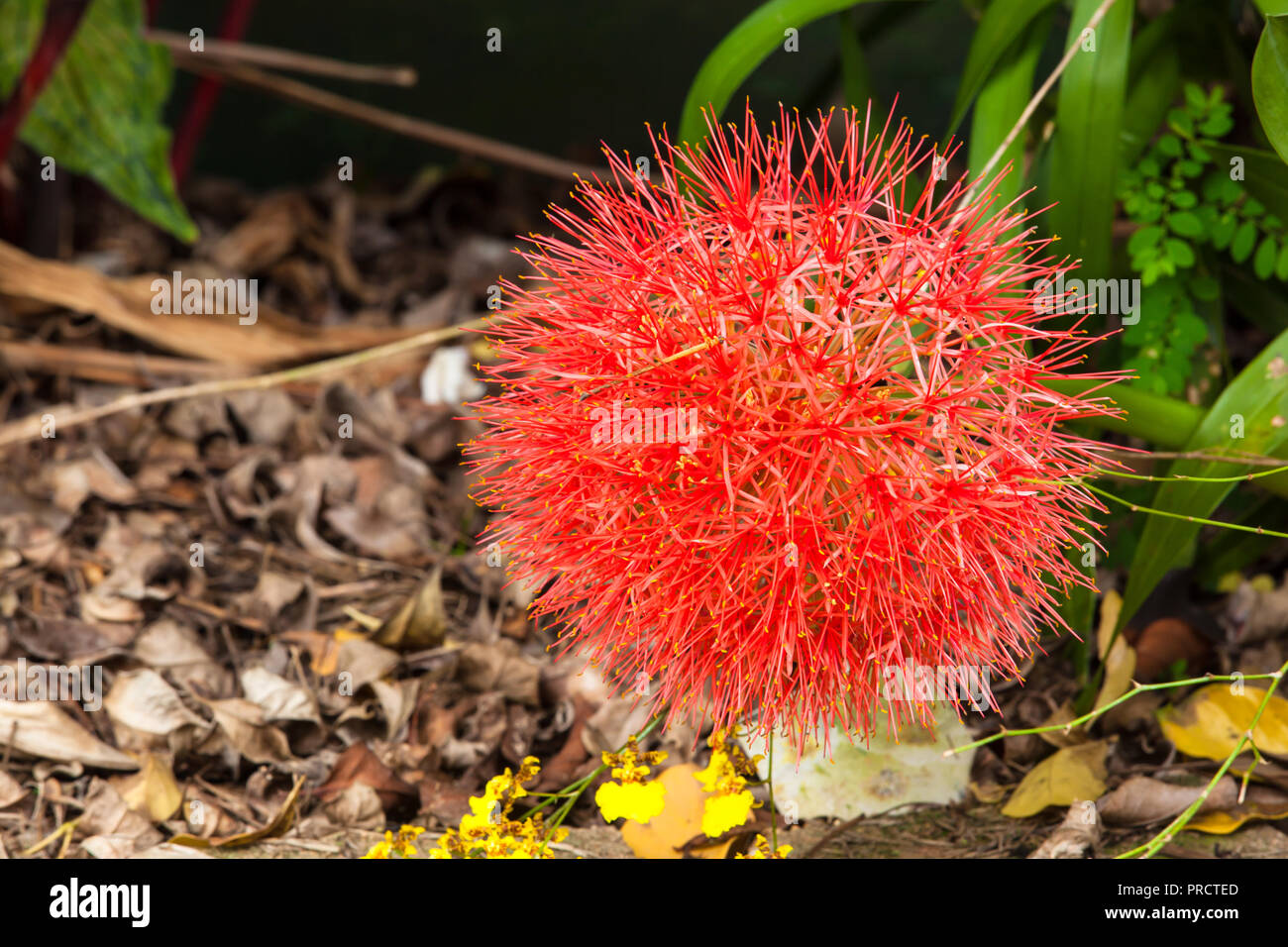 Fireball lily flower hi-res stock photography and images - Alamy
