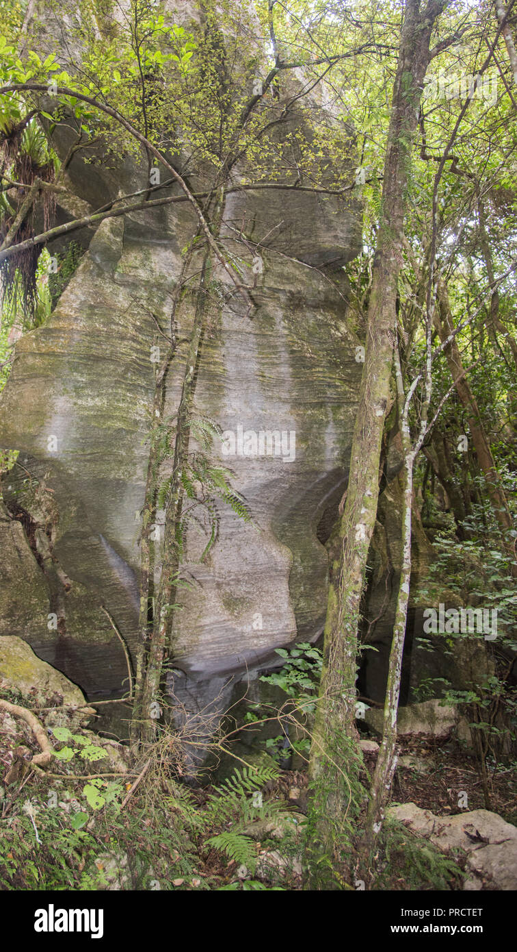 Lush rainforest growth and limestone rock formations in Kawakawa, New ...