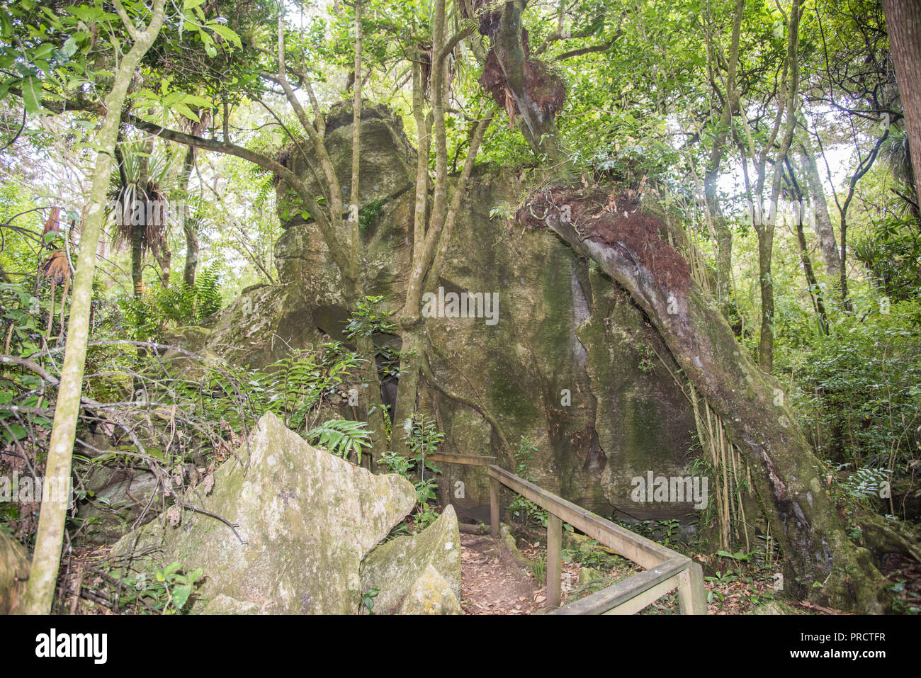 Lush rainforest growth and limestone rock formations in Kawakawa, New ...