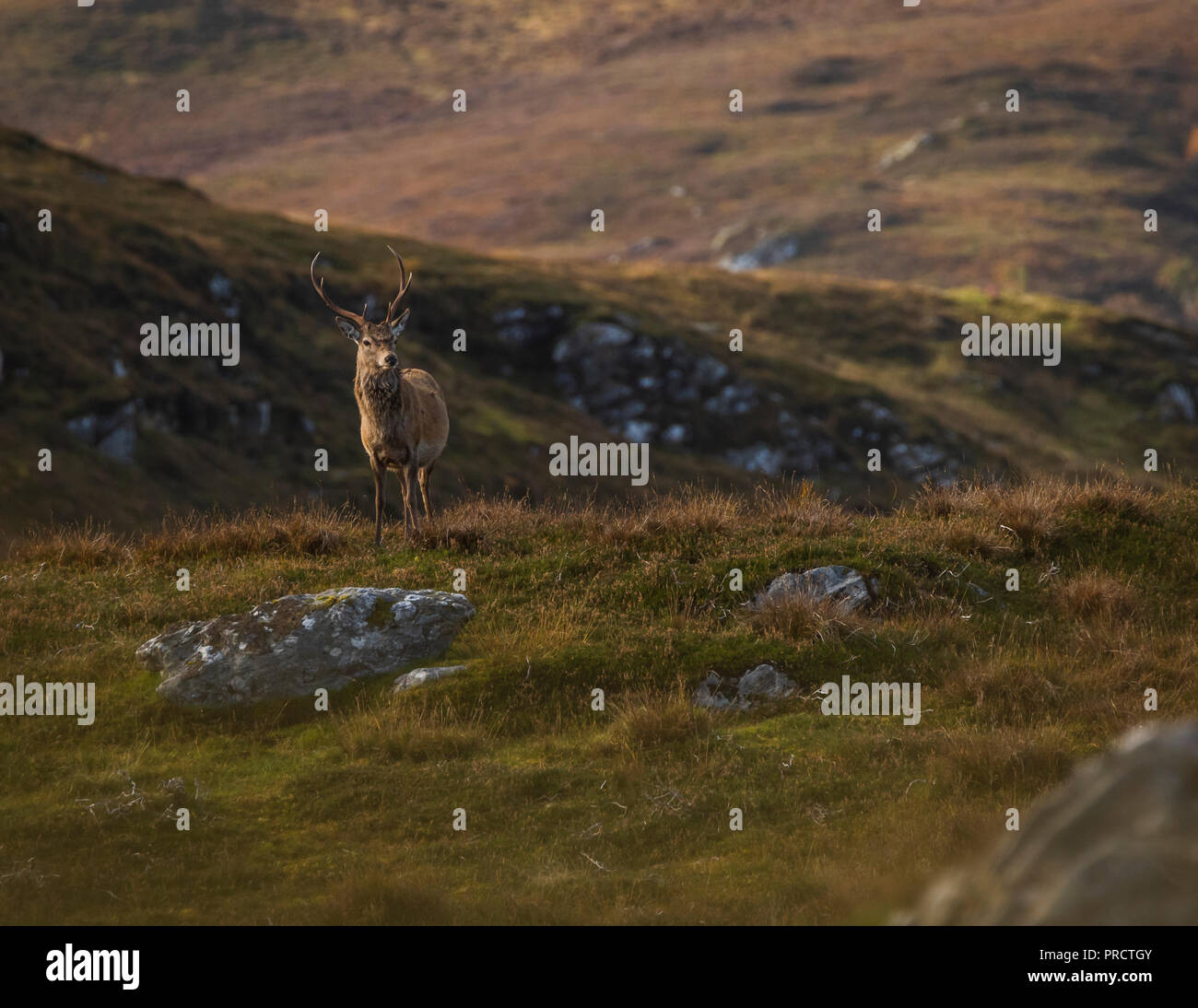 Male red deer stag in the Scottish Highlands, UK Stock Photo - Alamy