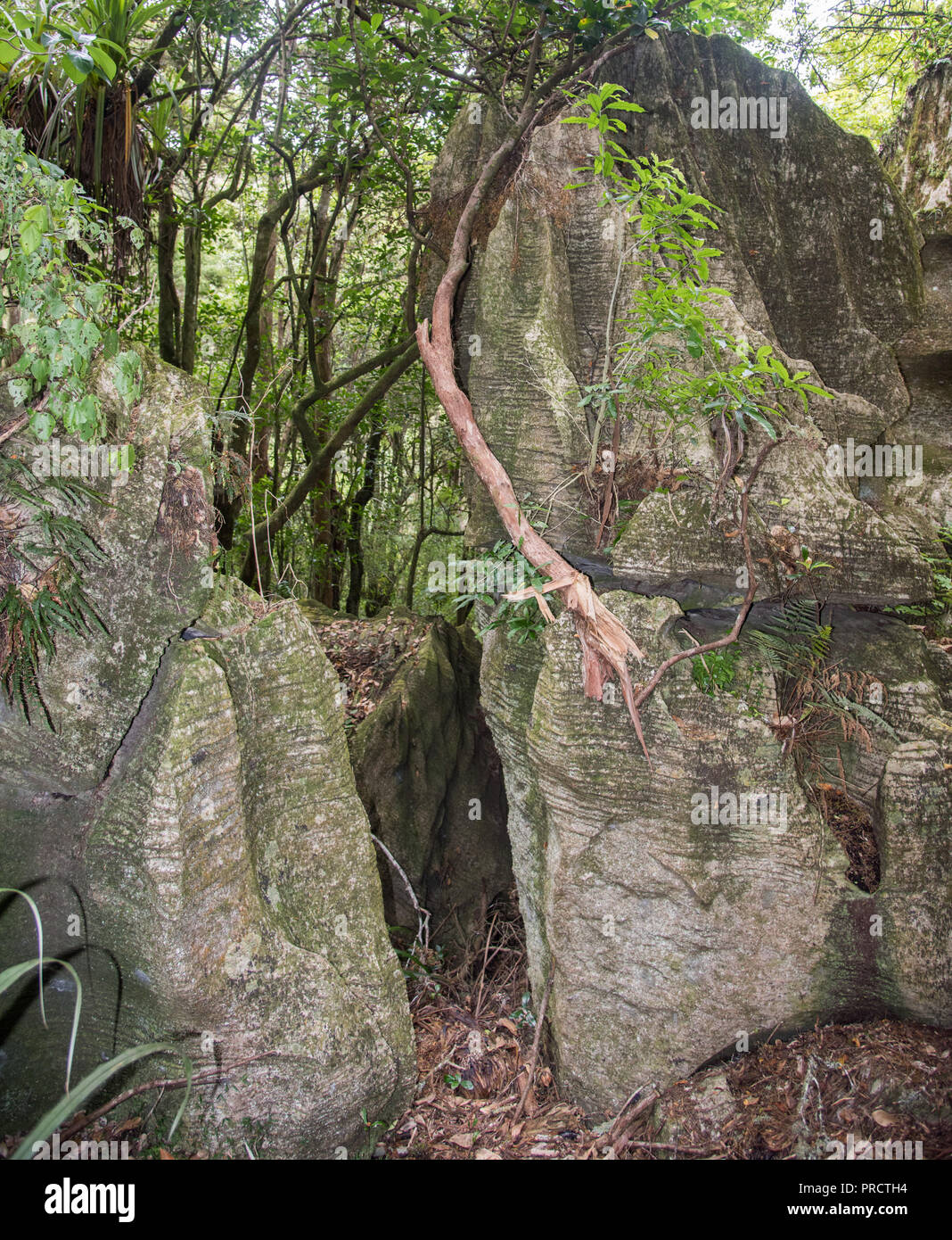 Lush rainforest growth and limestone rock formations in Kawakawa, New ...