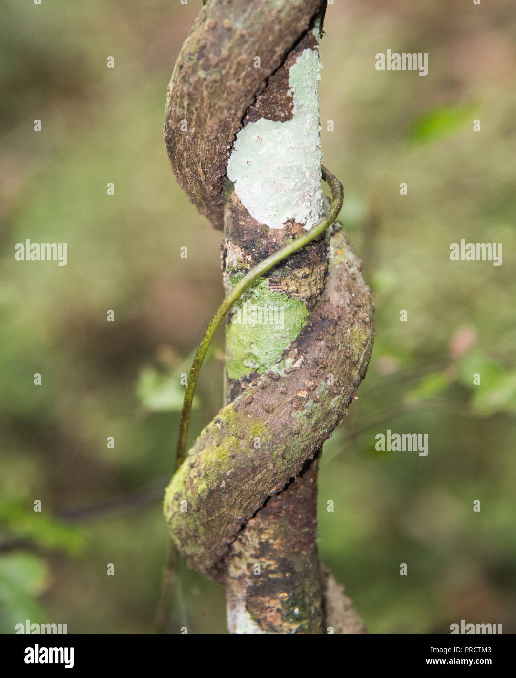 Closeup of wrapped vine on tropical flora in the rainforest of Kawakawa ...