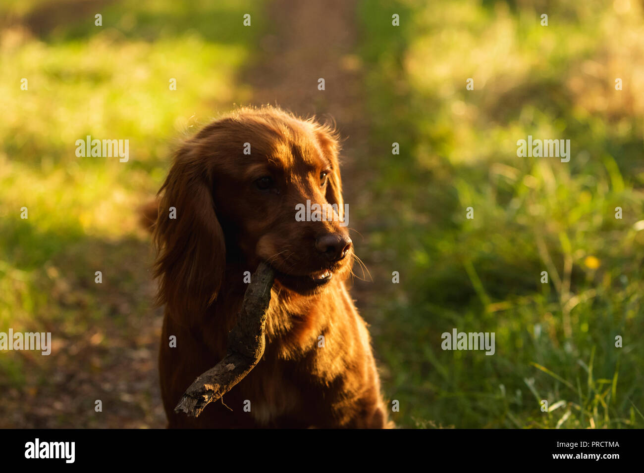 Light brown springer spaniel running outside in the countryside ...