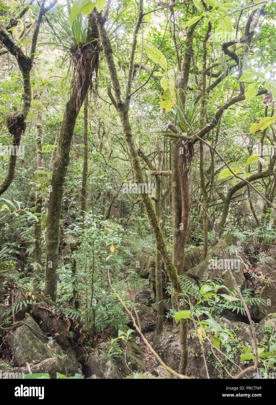 Tropical flora and limestone rock in the Waiomio Valley area in ...