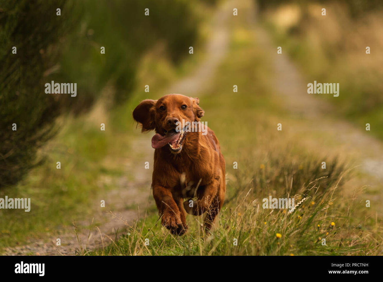 Light brown springer spaniel running outside in the countryside ...