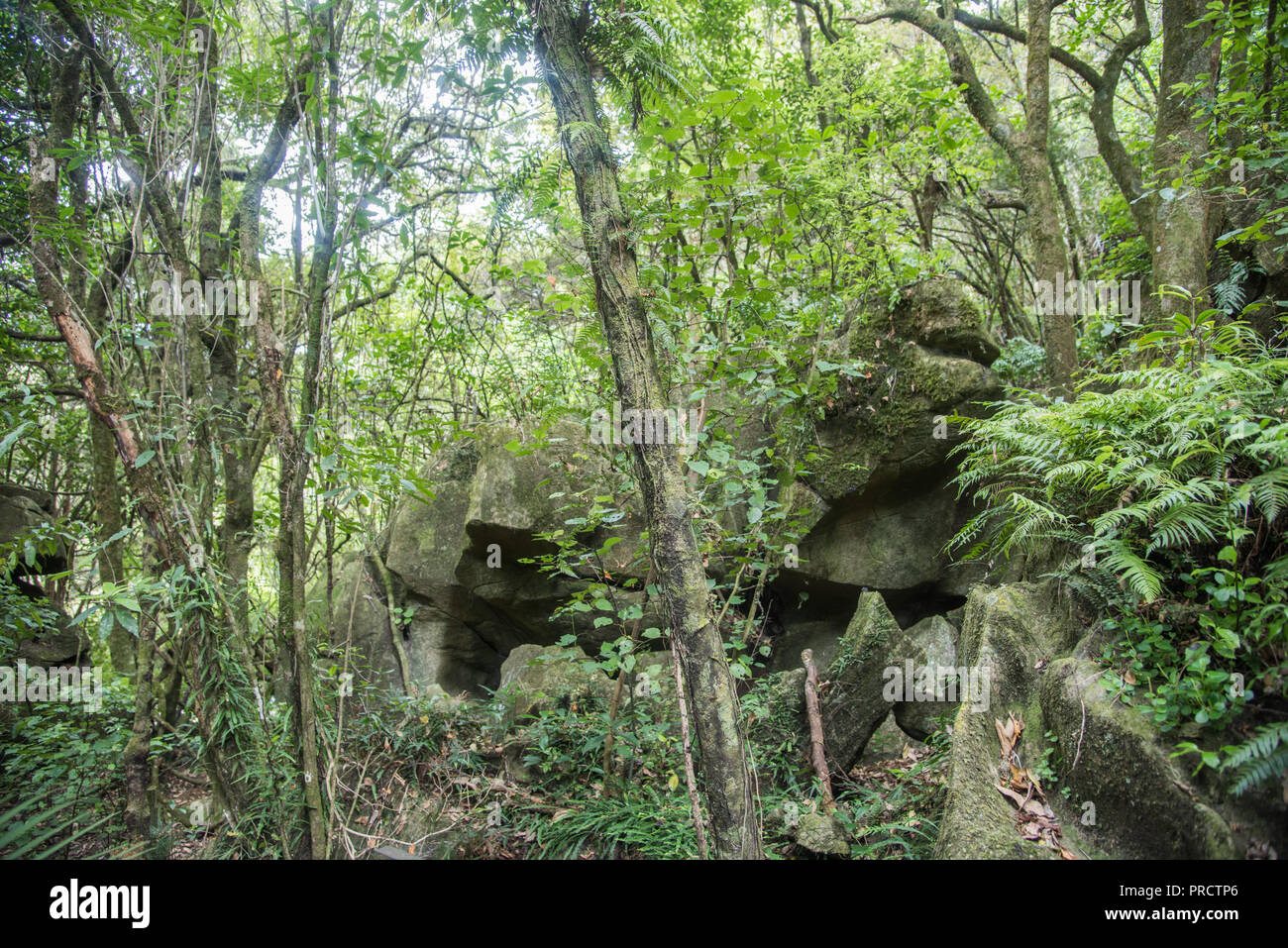 Tropical rainforest and limestone rock formations in Kawakawa, New ...