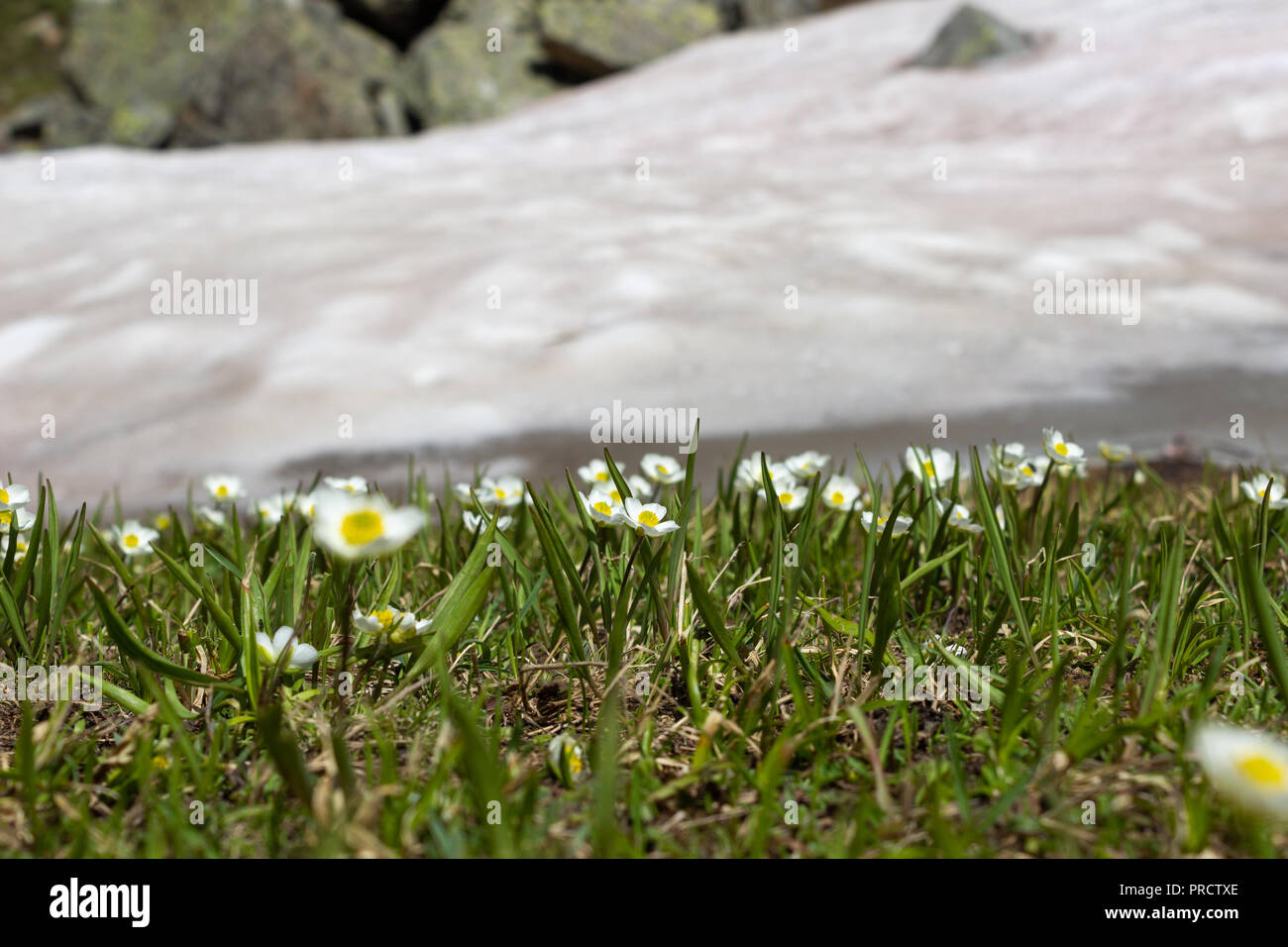 Alpine buttercup hi-res stock photography and images - Alamy