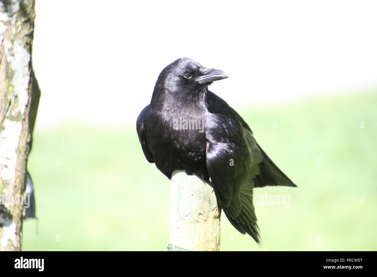 A close up of a crow sunning on a post with a bright white and green ...