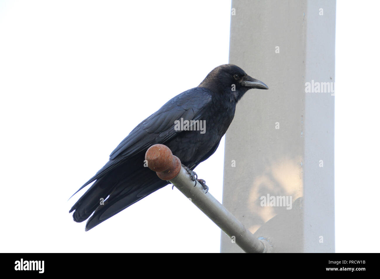 A crow perched on horizontal like pole with a white background Stock ...