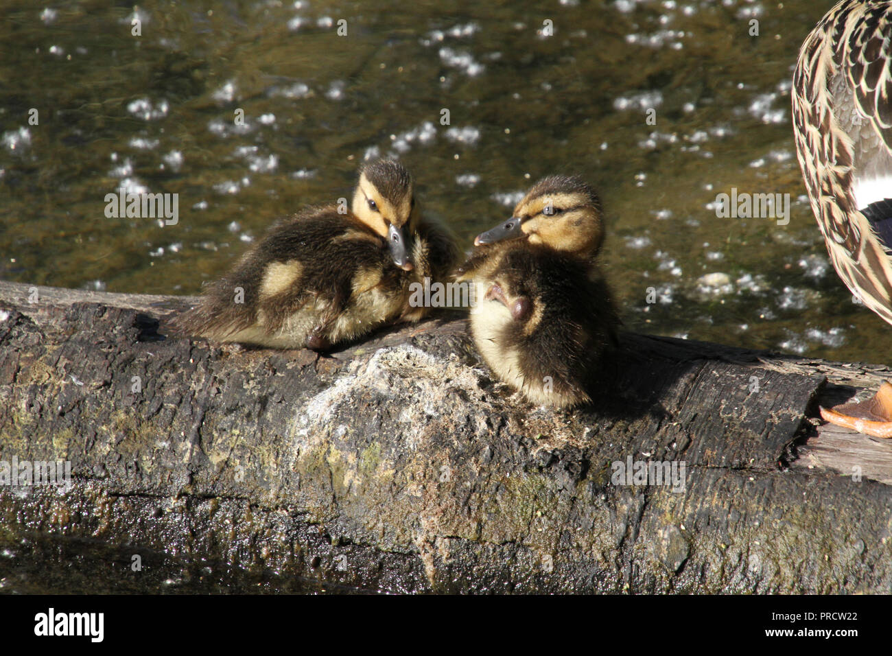 Ducklings sitting on a log hi-res stock photography and images - Alamy