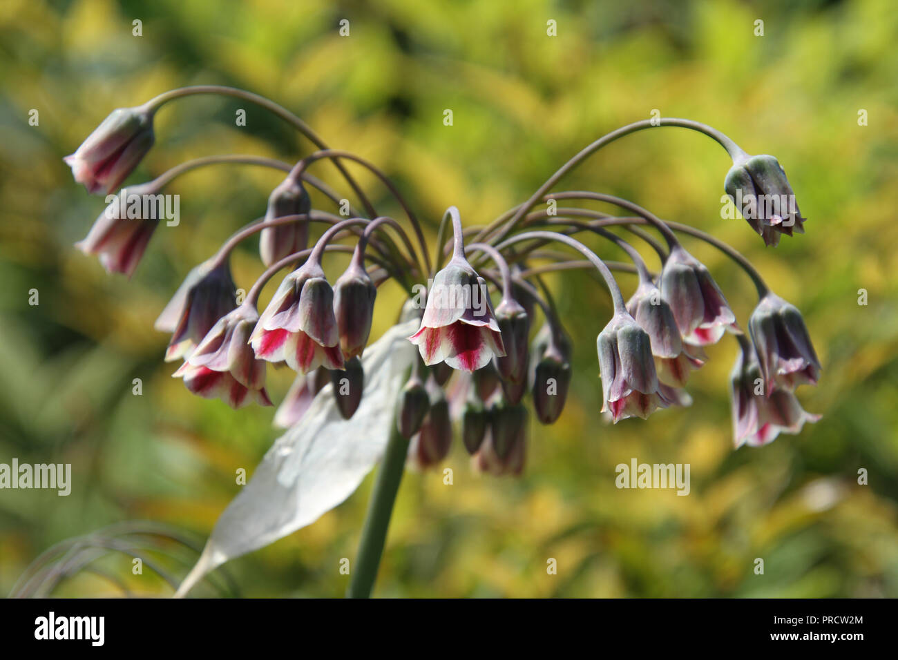 A close up of fox grapes with a green background Stock Photo - Alamy