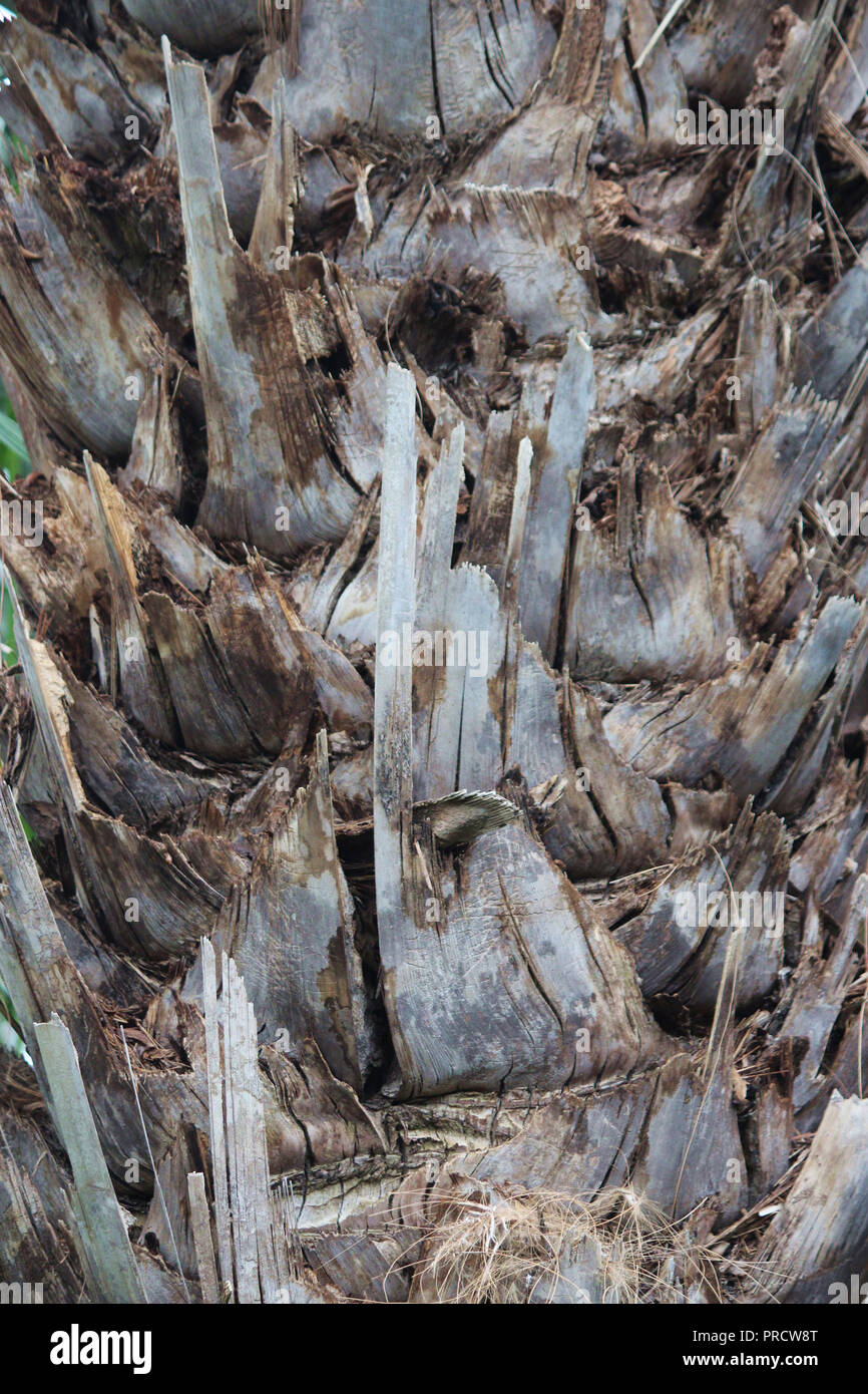 Scheelea hi-res stock photography and images - Alamy