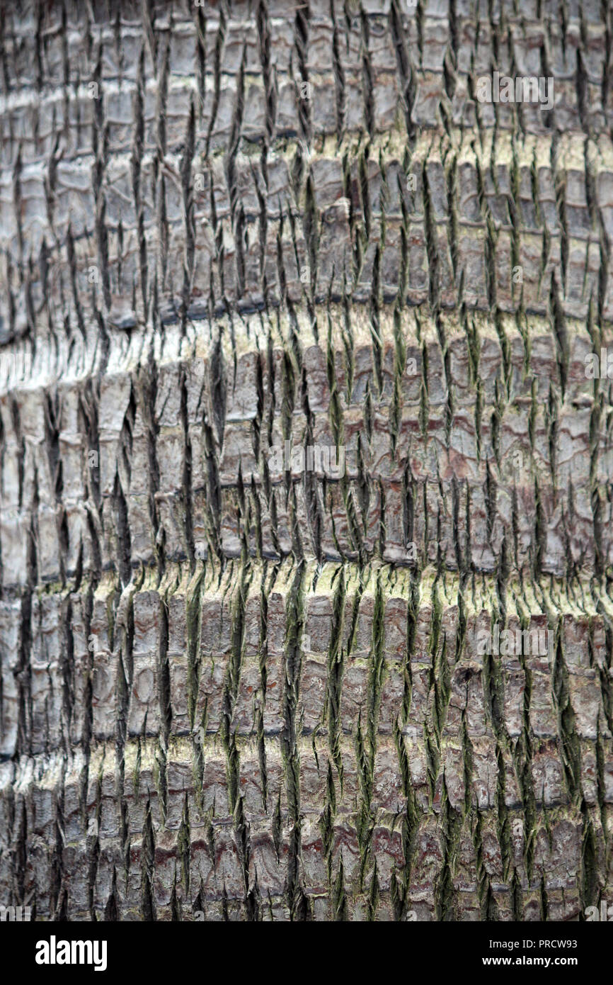 Cabbage bark hi-res stock photography and images - Alamy