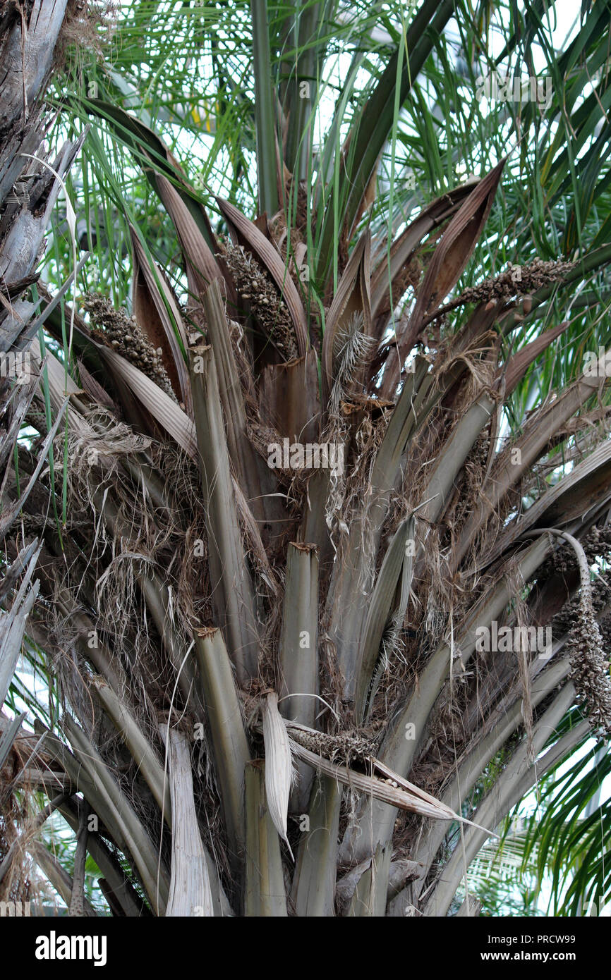 Close up of stems of spent frond leaves on a Scheelea Palm Stock Photo ...