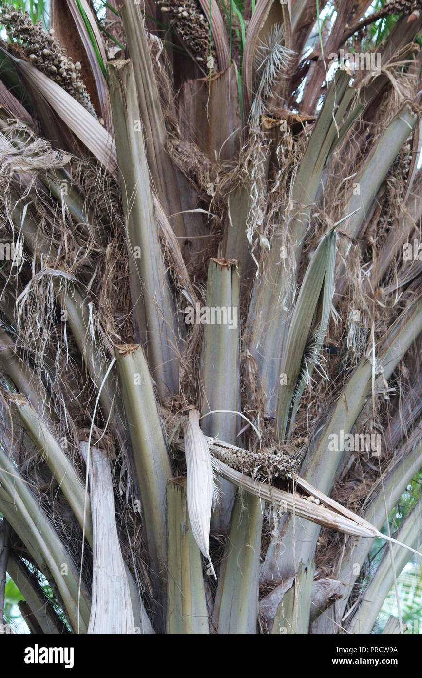 Scheelea hi-res stock photography and images - Alamy