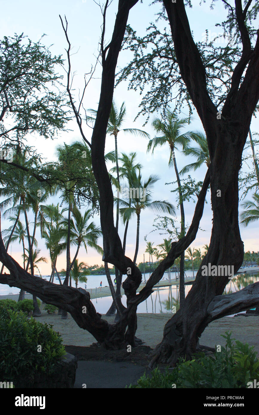 Twisted trees growing sidewayson a beach due to the strong ocean winds ...