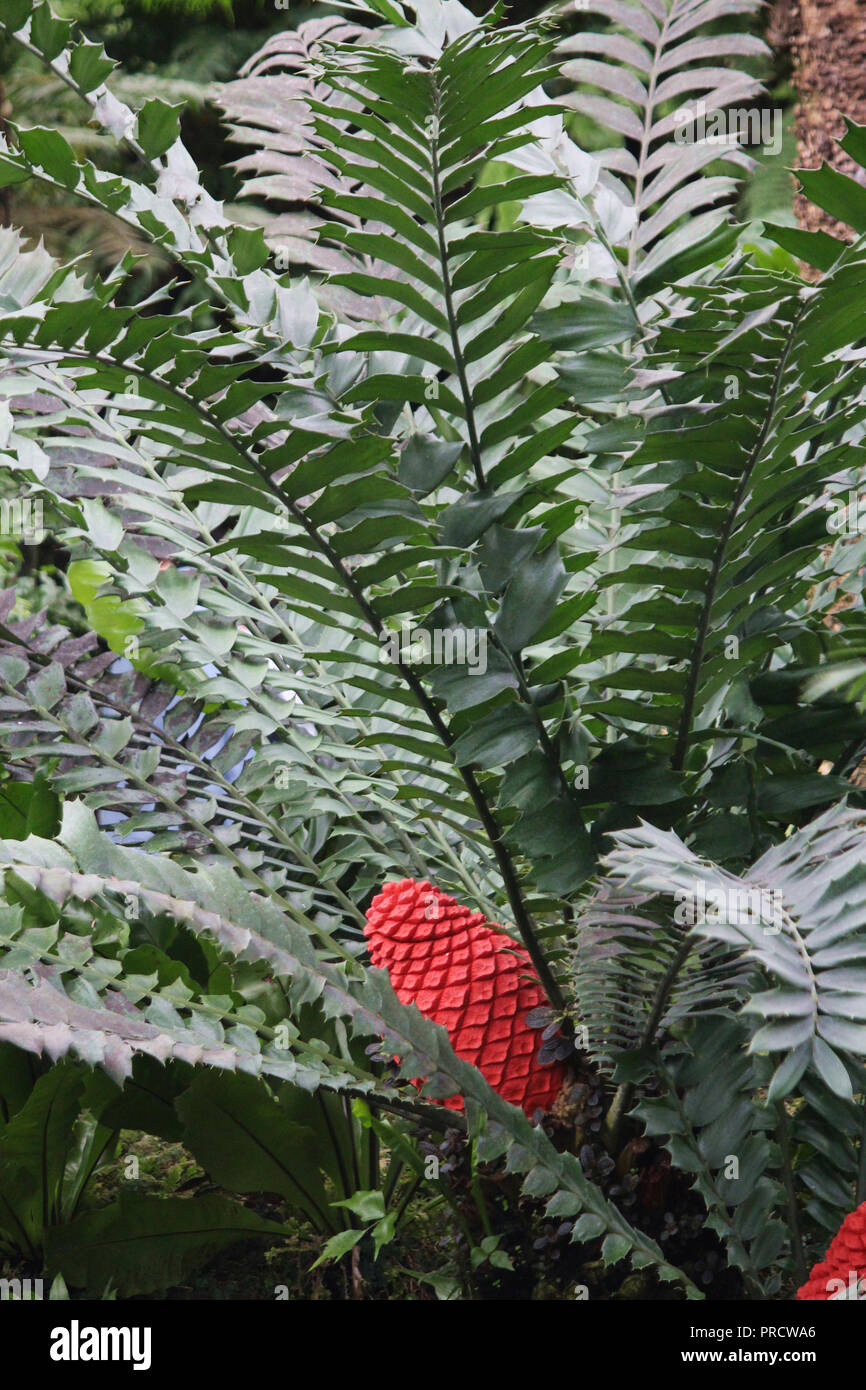 An Encephalartos ferox with a large red cone Stock Photo - Alamy