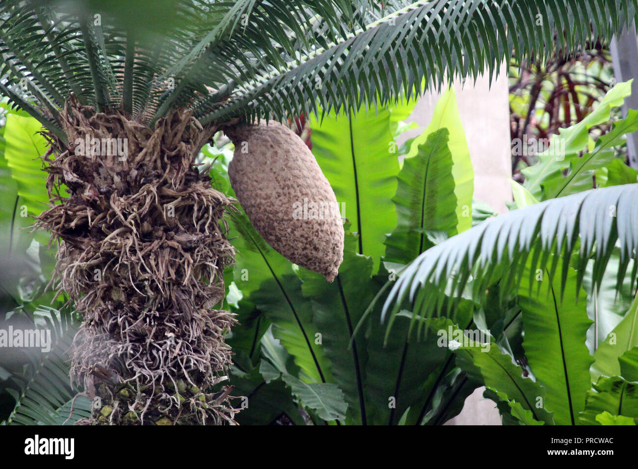 Dioon hi-res stock photography and images - Alamy